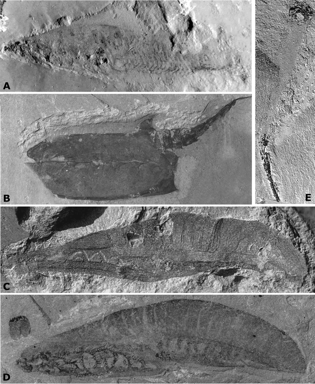 Wonderful strife: systematics, stem groups, and the phylogenetic signal ...