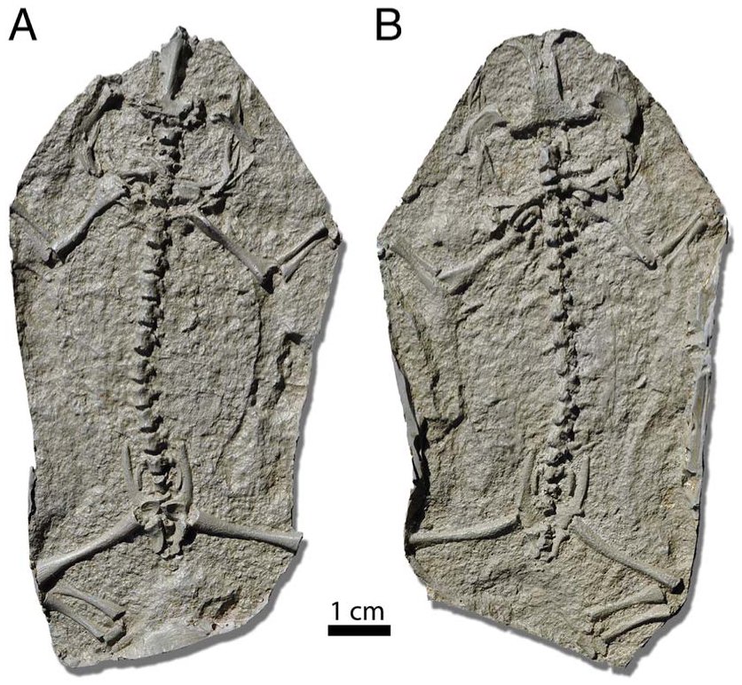 Walk before you jump: new insights on early frog locomotion from the ...
