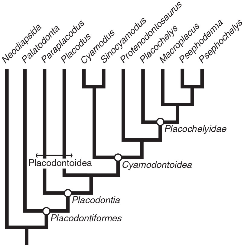 Tooth occlusal morphology in the durophagous marine reptiles ...