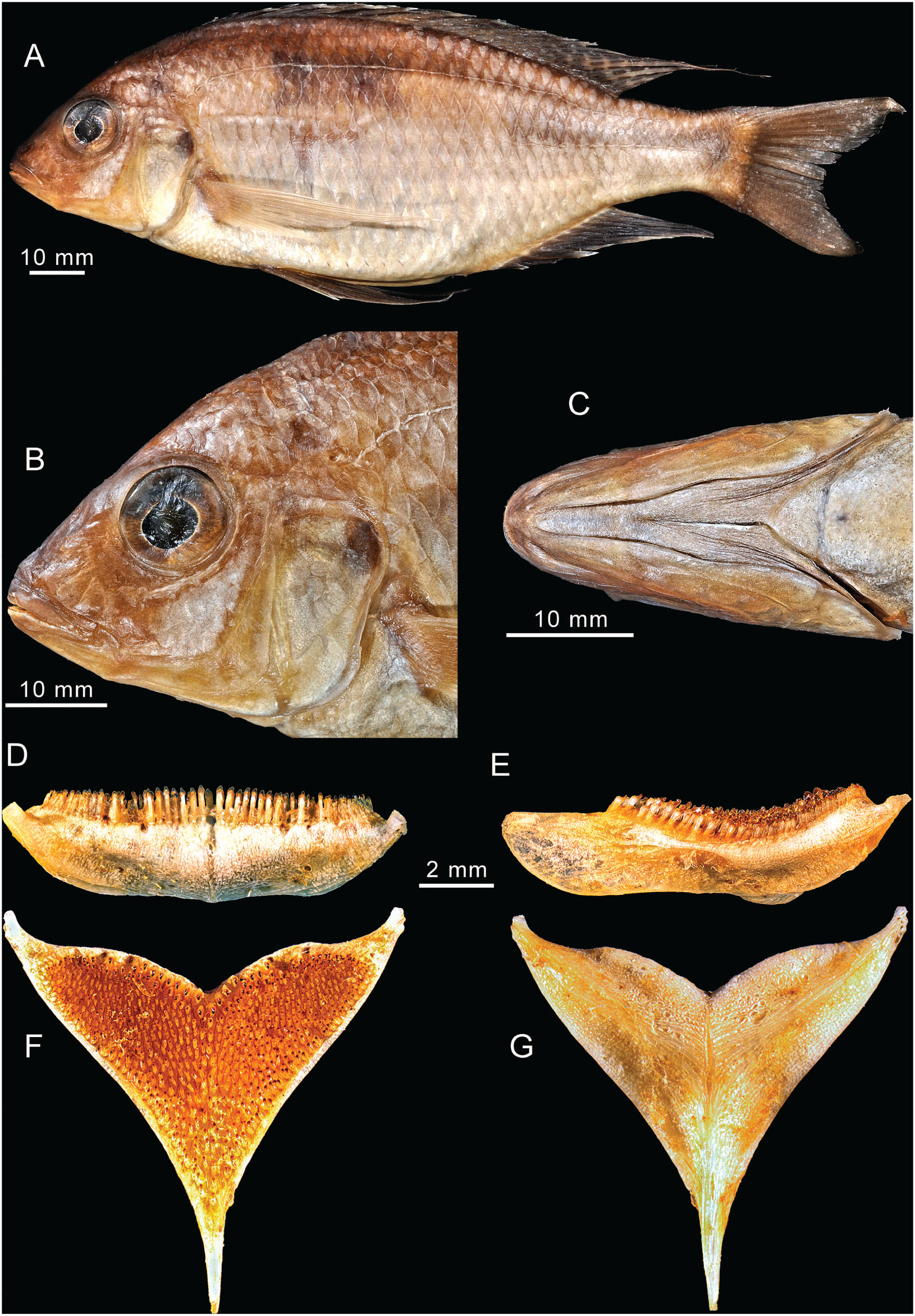 Six New Species of the Cichlid Genus Otopharynx from Lake Malaŵi ...
