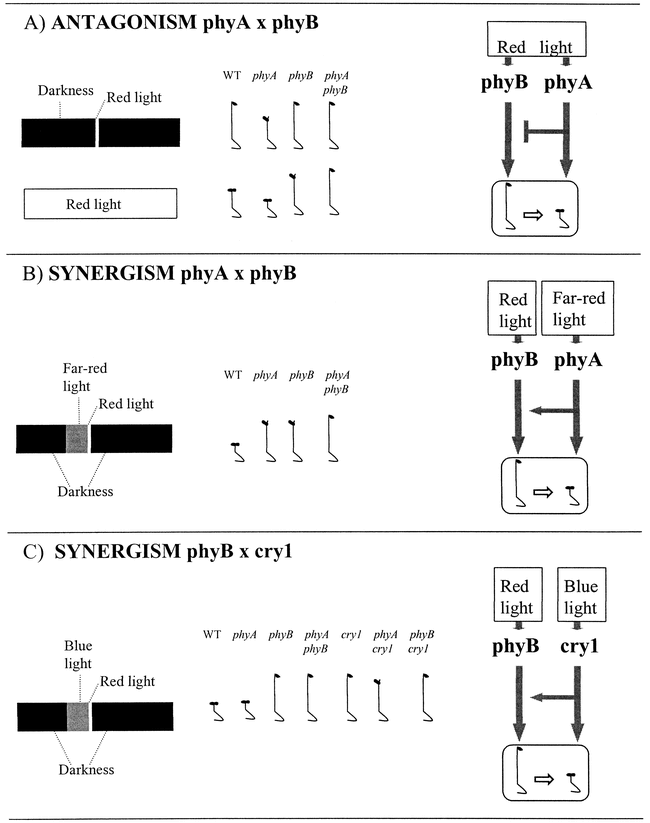 Phytochromes, Cryptochromes, Phototropin: Photoreceptor Interactions in ...