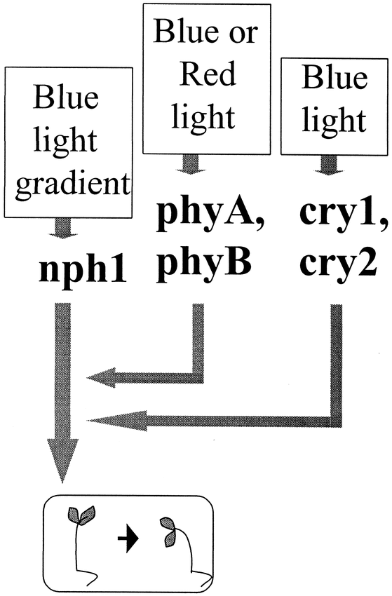 Phytochromes, Cryptochromes, Phototropin: Photoreceptor Interactions in ...