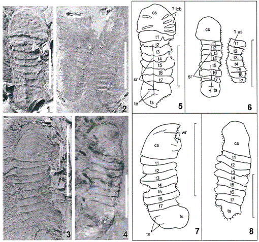 THE BURGESS SHALE ARTHROPOD MOLLISONIA (M. SINICA NEW SPECIES): NEW ...