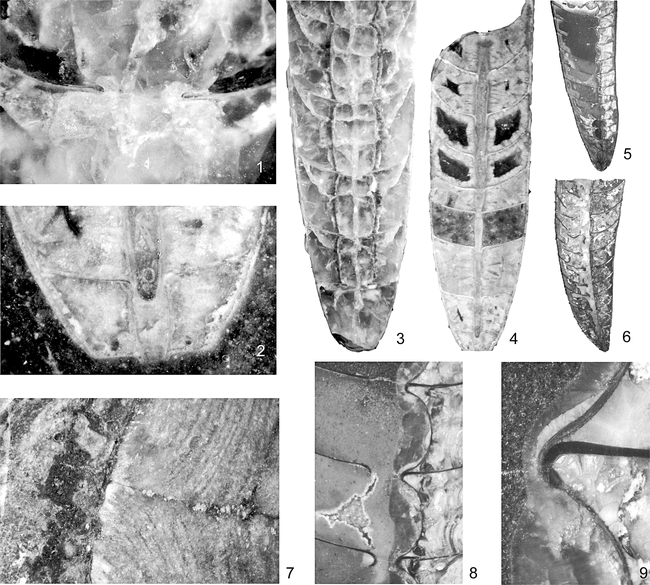 CARBONIFEROUS ACTINOCERATOID NAUTILOIDEA (CEPHALOPODA)— A NEW PERSPECTIVE