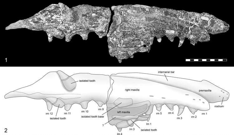 Cranial Osteology of the Giant Mosasaur Plesiotylosaurus (Squamata ...