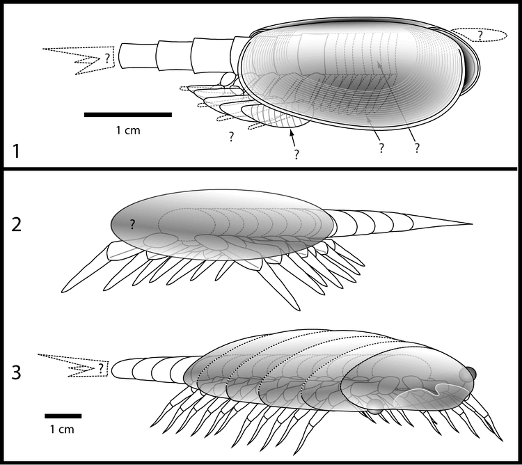 Three-Dimensionally Preserved Arthropods from Cambrian Lagerstätten of ...