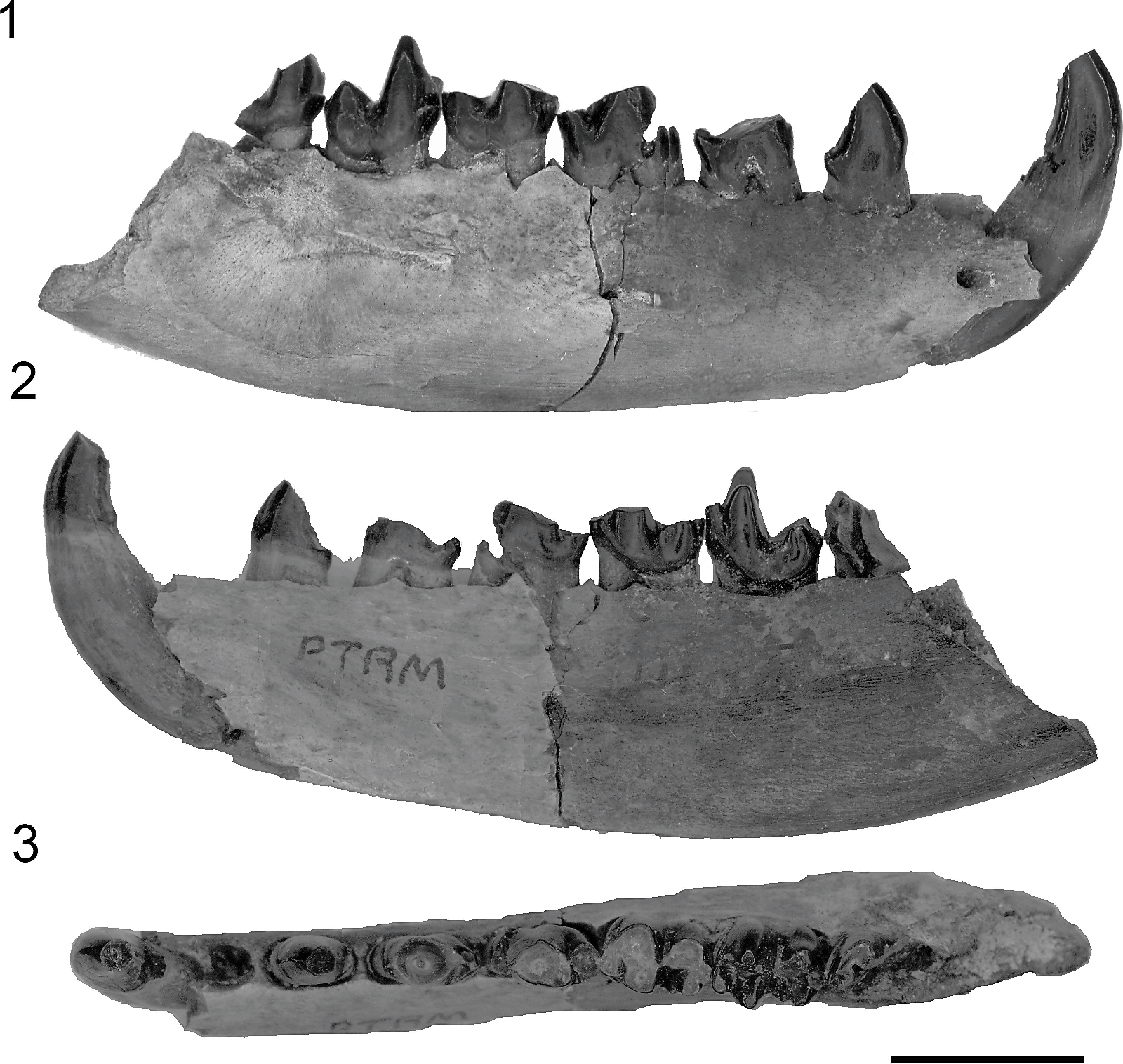 Lower Jaw of the Early Paleocene Mammal Alveugena and its ...