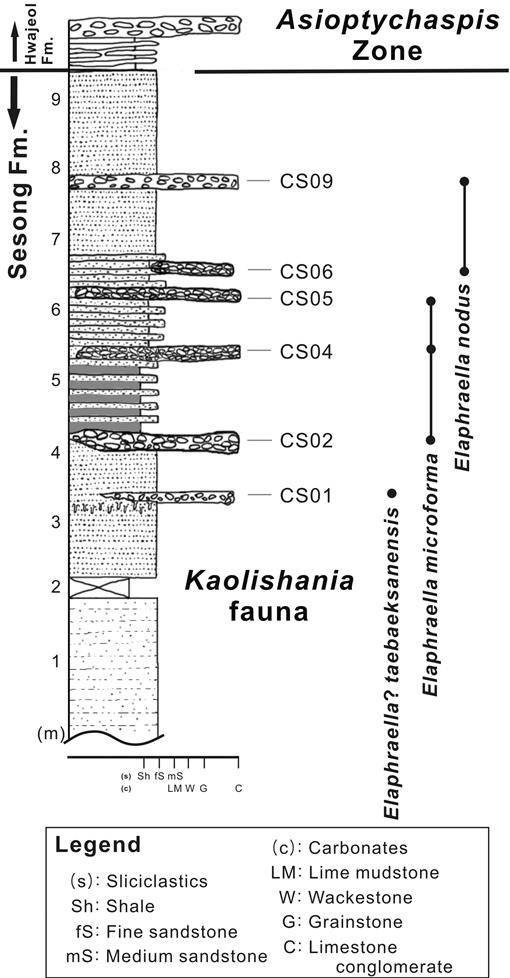 Middle Furongian (Late Cambrian) Shumardiids from the Sesong Formation ...