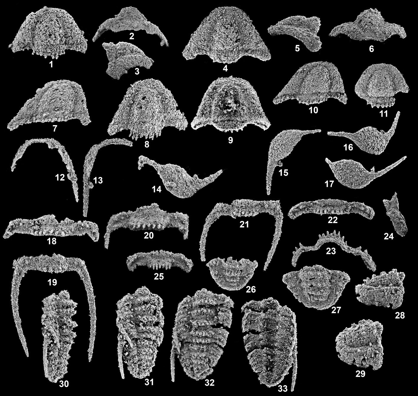 Middle Furongian (Late Cambrian) Shumardiids from the Sesong Formation ...