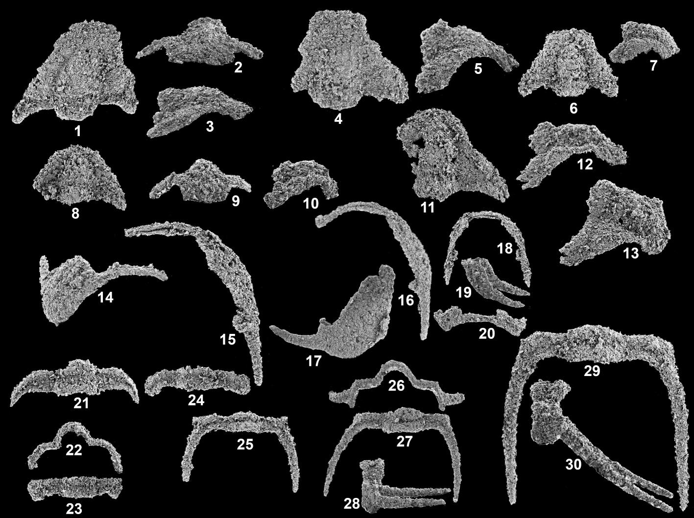 Middle Furongian (Late Cambrian) Shumardiids from the Sesong Formation ...