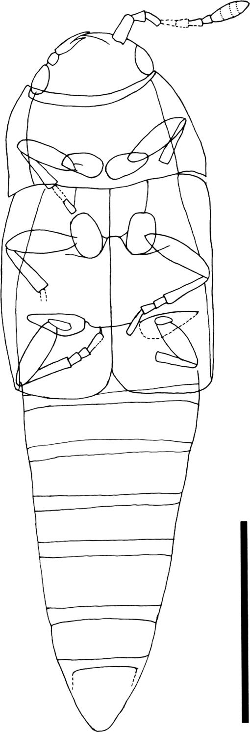 The First Skiff Beetle (Coleoptera: Myxophaga: Hydroscaphidae) from ...
