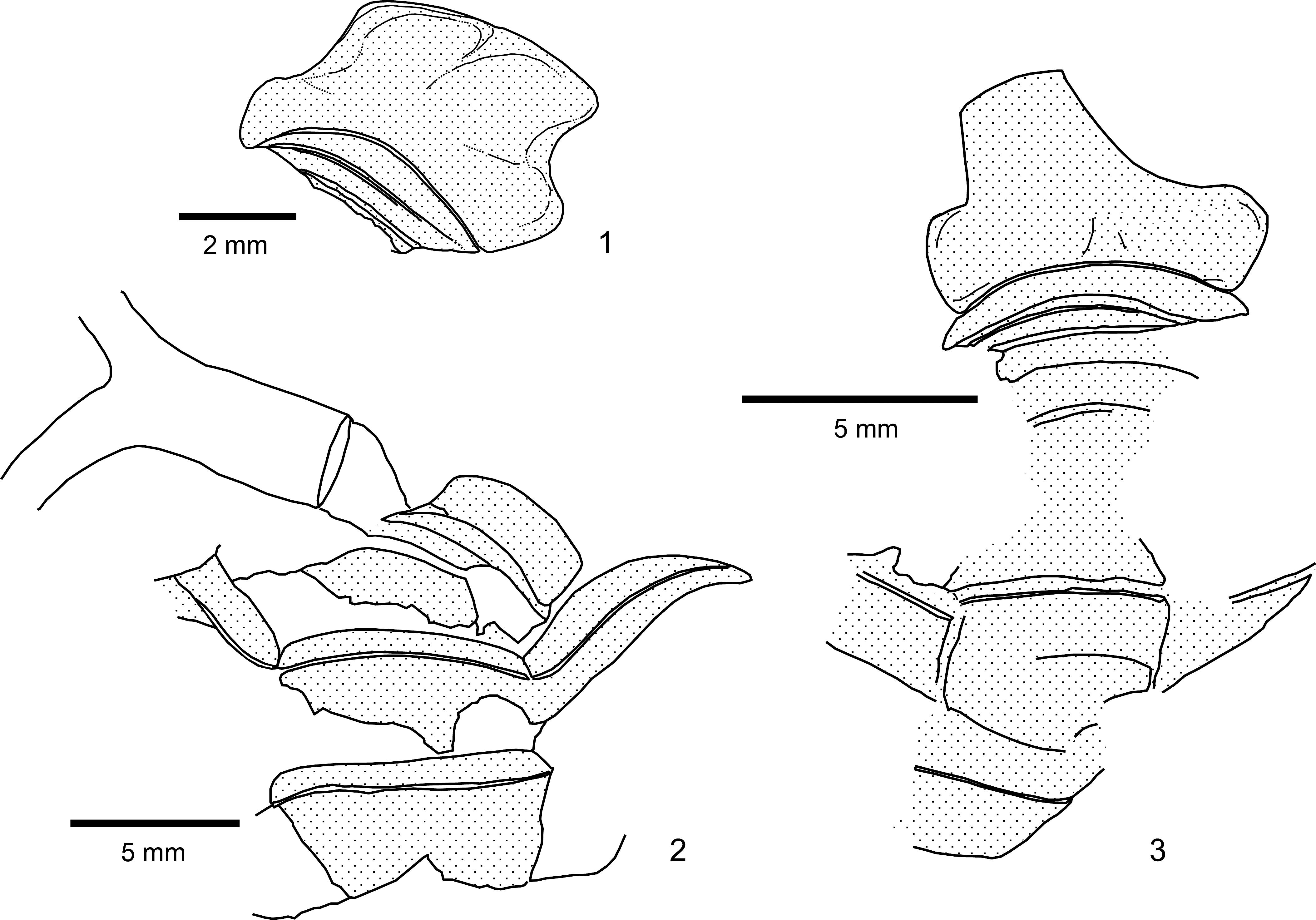 An Ordovician Pycnogonid (Sea Spider) with Serially Subdivided ‘Head ...