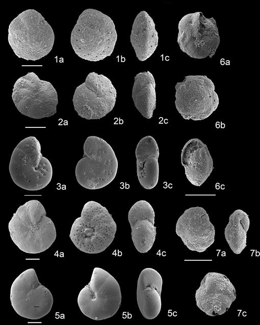 Abyssal Benthic Foraminifera in the Eastern Equatorial Pacific (IODP ...