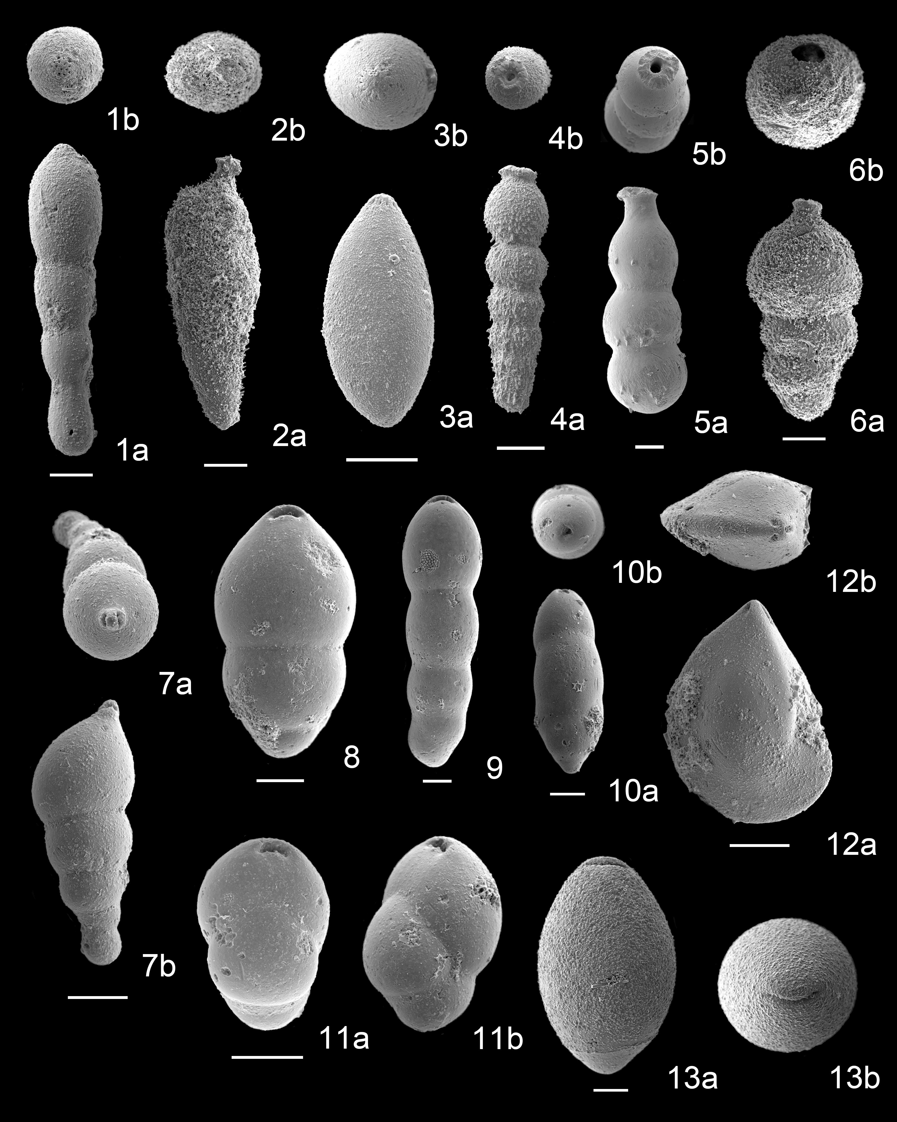 Abyssal Benthic Foraminifera in the Eastern Equatorial Pacific (IODP ...