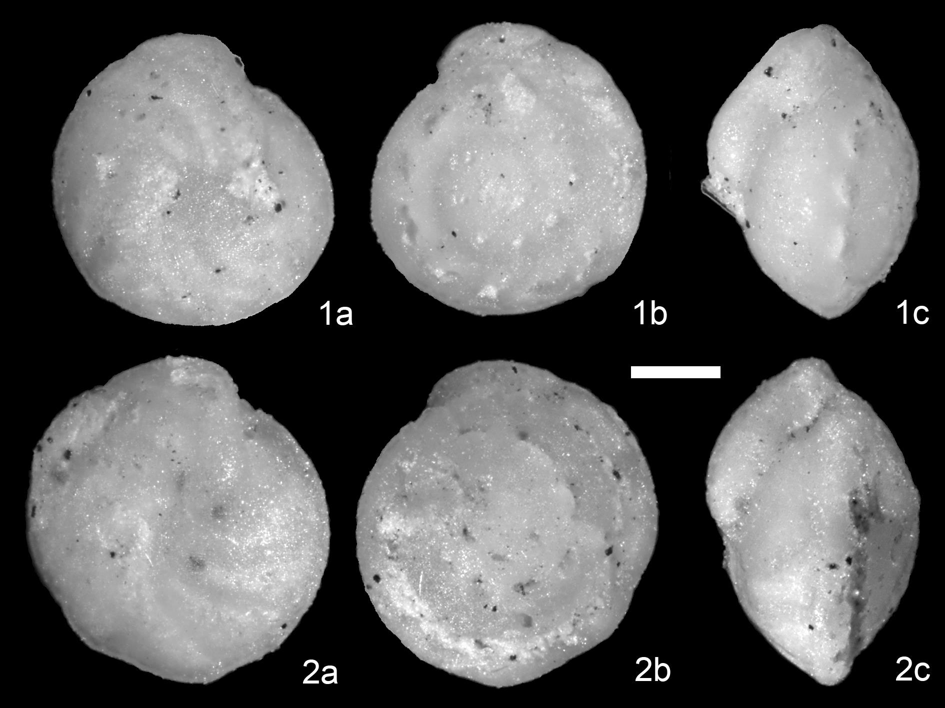 Abyssal Benthic Foraminifera in the Eastern Equatorial Pacific (IODP ...