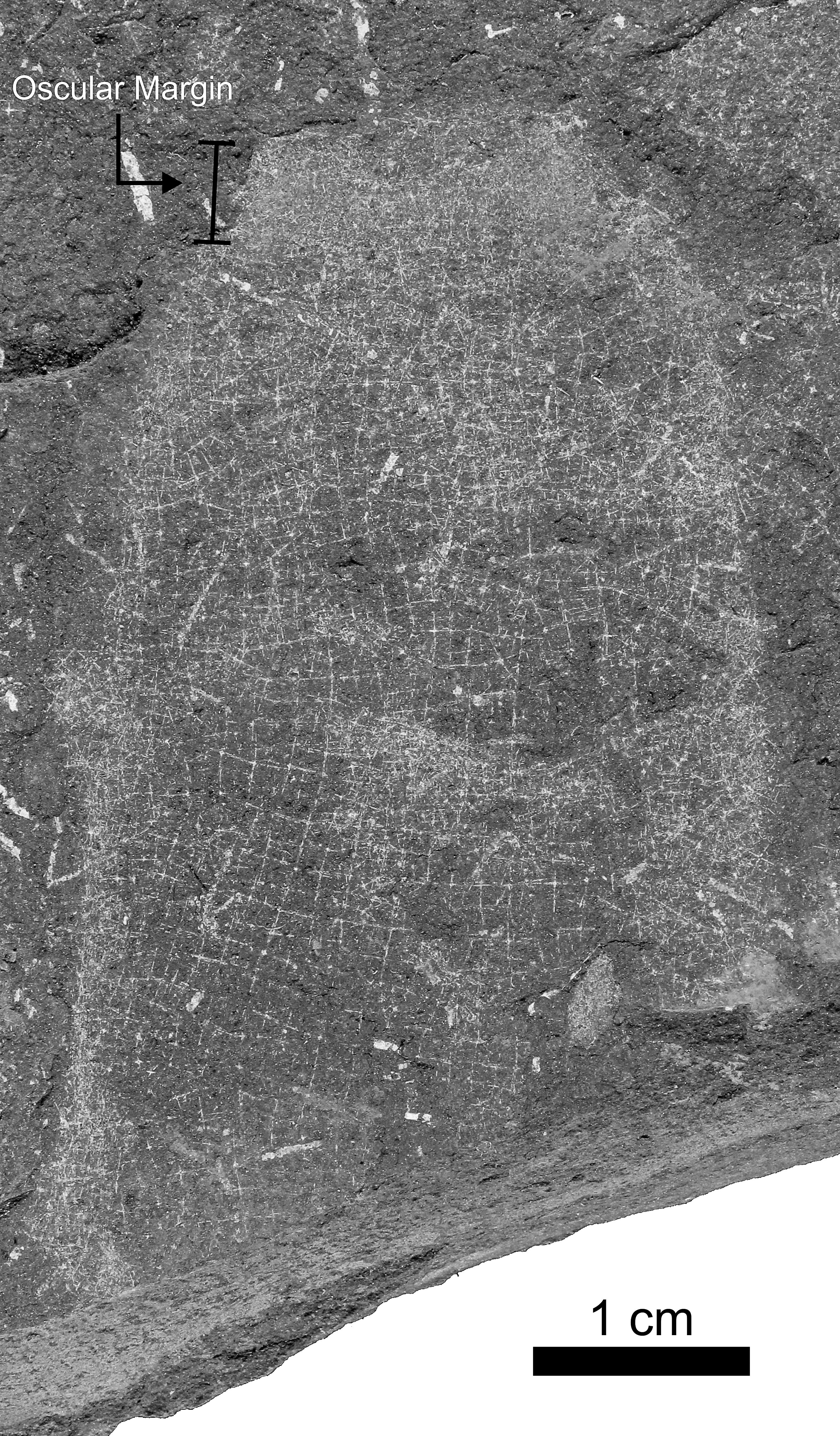 First Articulated Sponge from the Paleozoic of Brazil, and a New ...