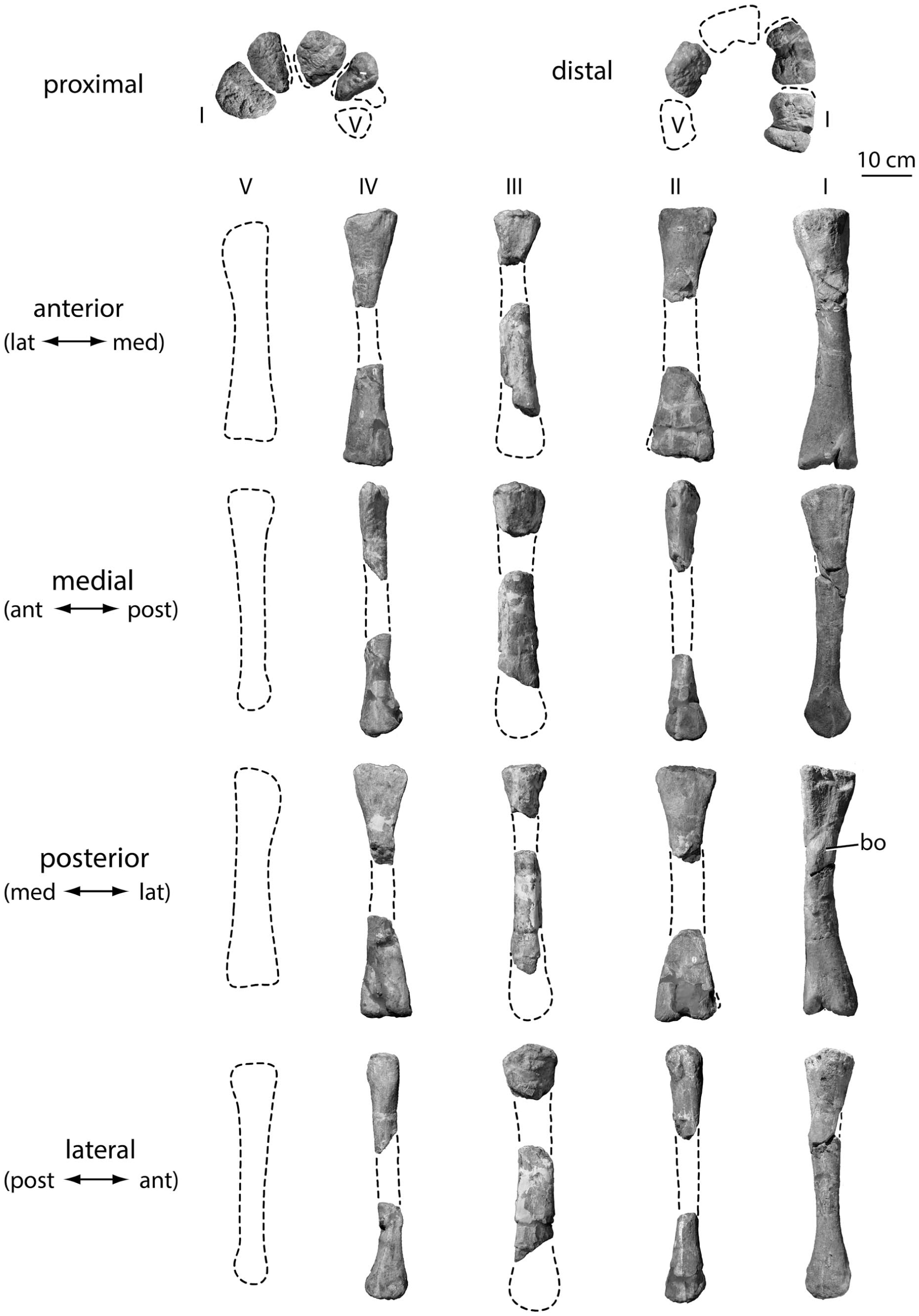 Anatomy, systematics, paleoenvironment, growth, and age of the sauropod ...
