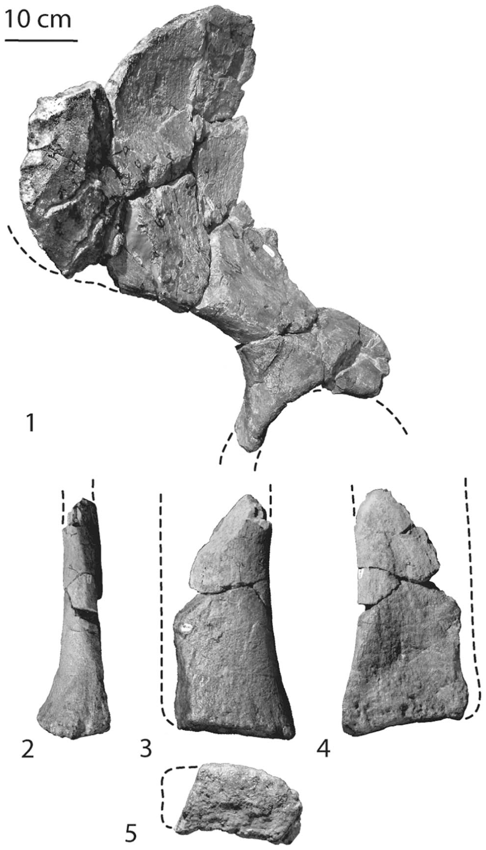 Anatomy, systematics, paleoenvironment, growth, and age of the sauropod ...