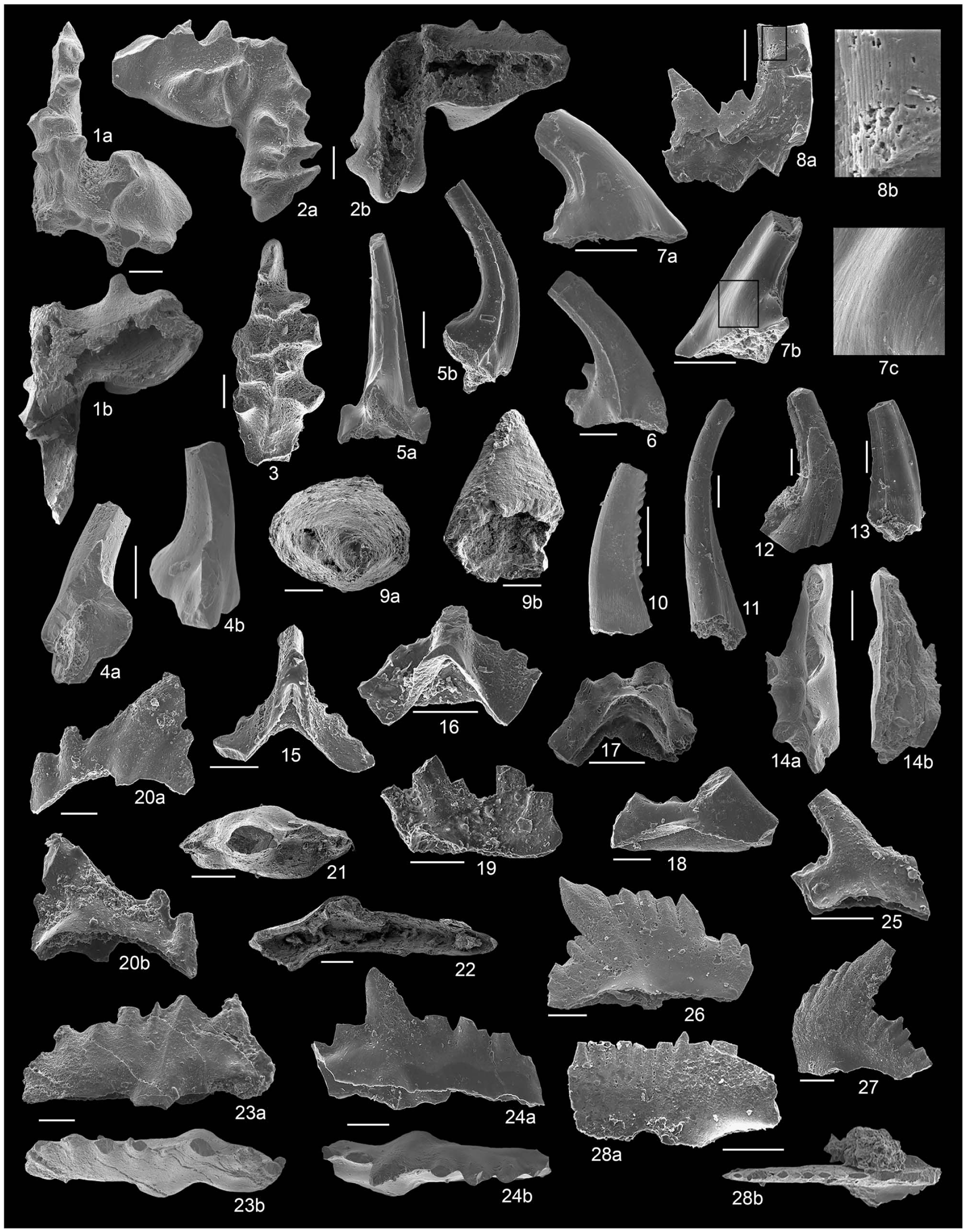 Lower Silurian conodonts from the Shine Jinst region, southwestern Mongolia