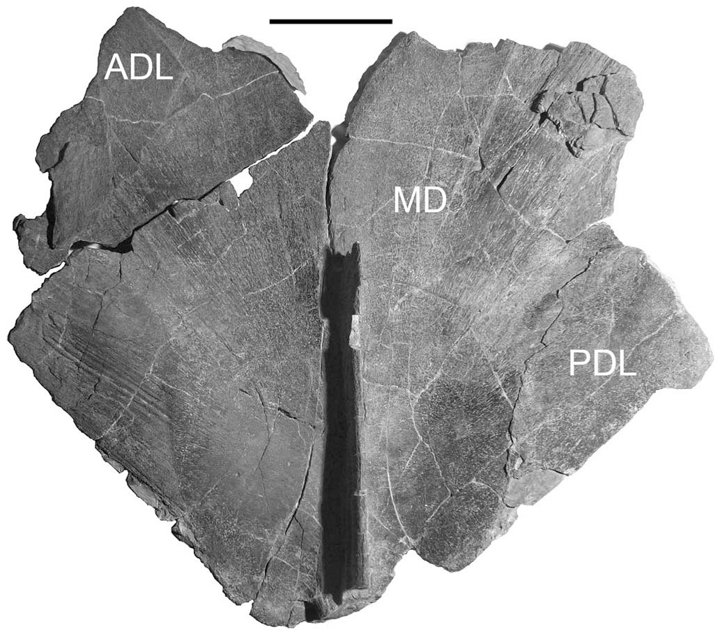 New information on Titanichthys (Placodermi, Arthrodira) from the ...