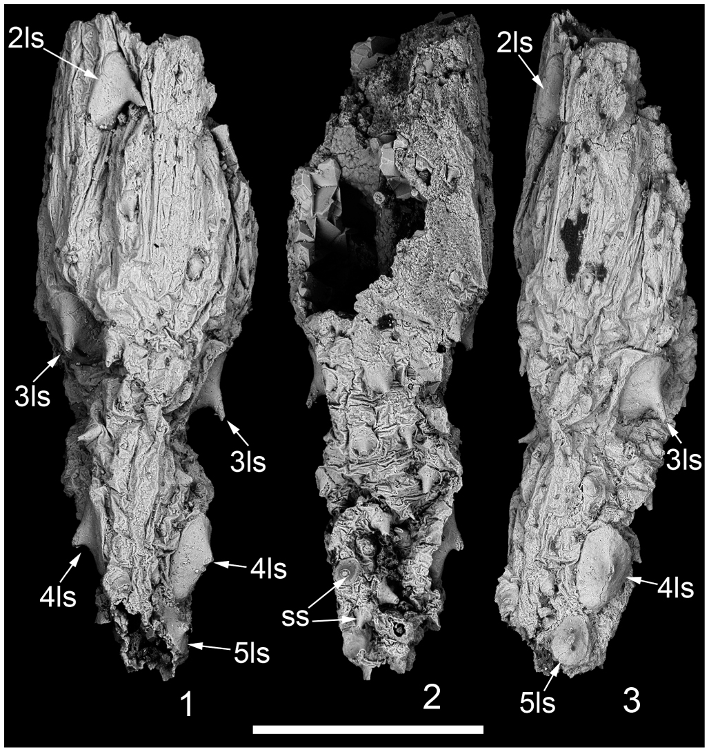 New material of scalidophoran worms in Orsten-type preservation from ...