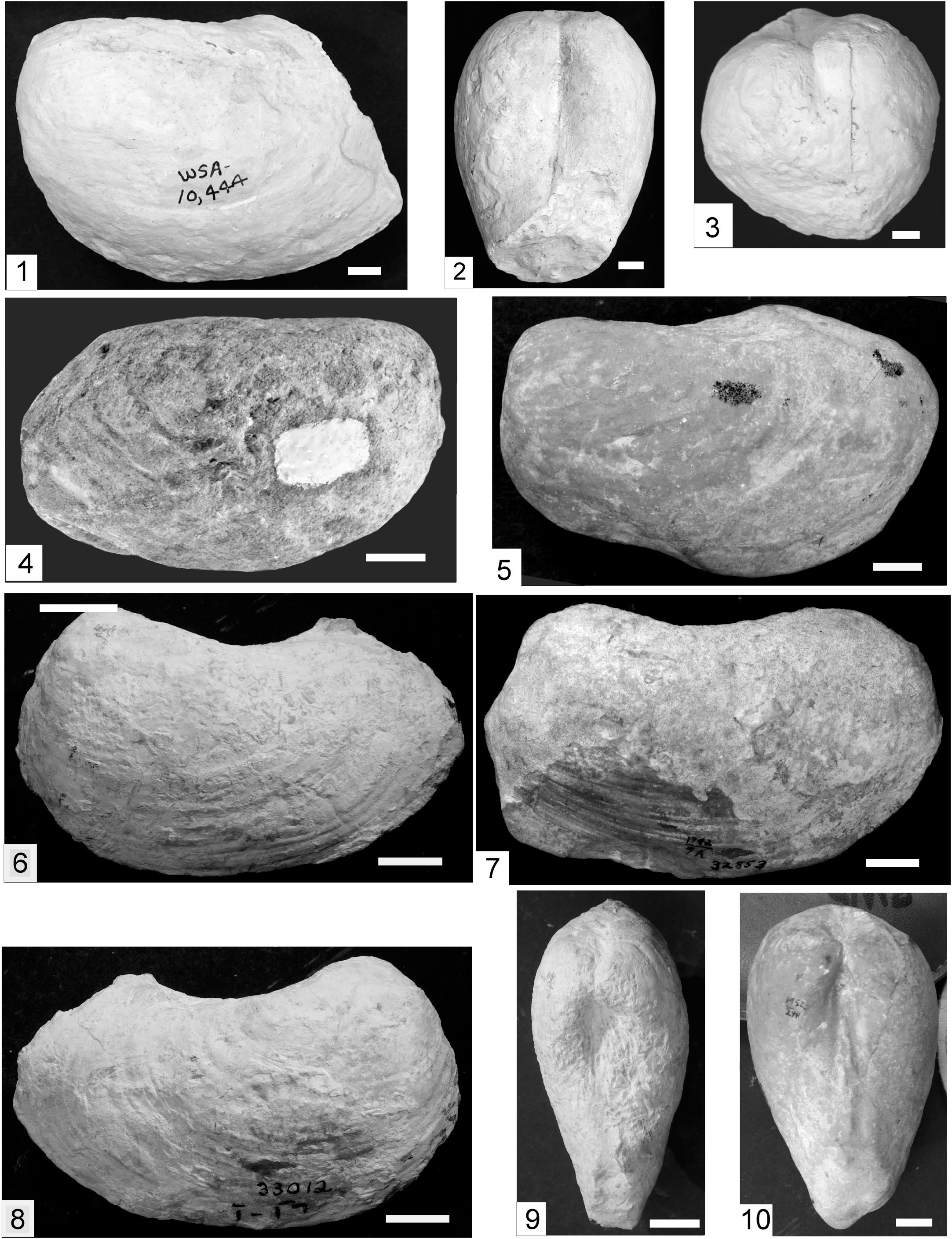 Albian infaunal Pholadomyida (Cretaceous Bivalvia), Comanchean ...
