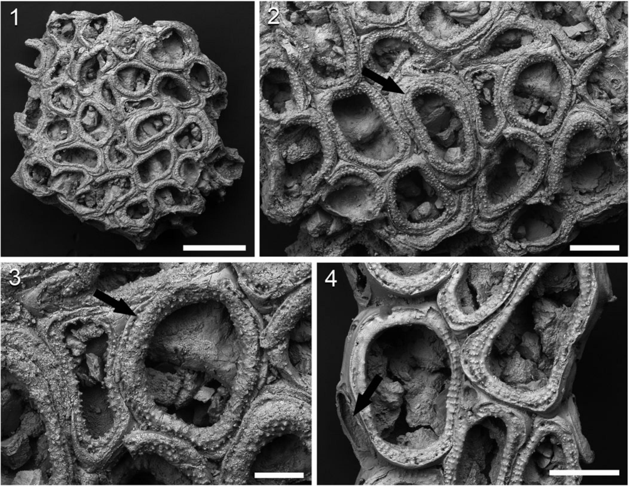 A new cheilostome bryozoan from a dinosaur site in the Upper Cretaceous ...