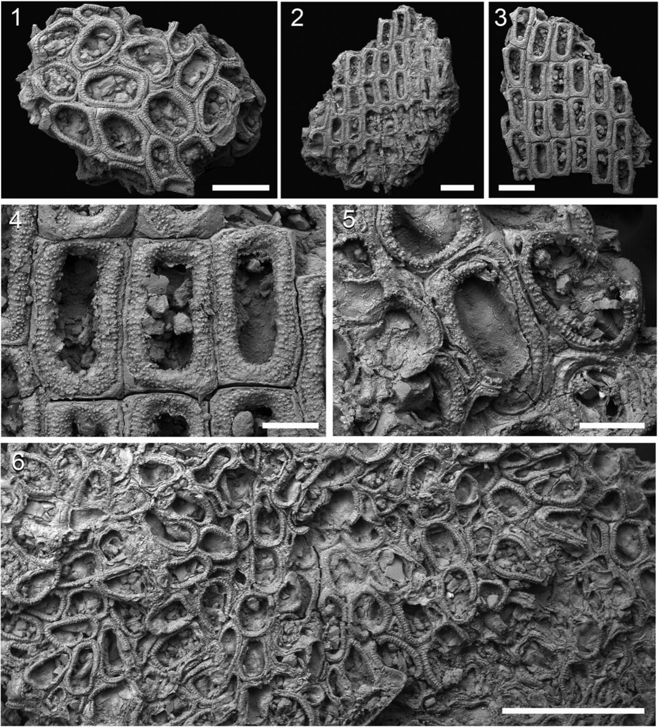 A new cheilostome bryozoan from a dinosaur site in the Upper Cretaceous ...