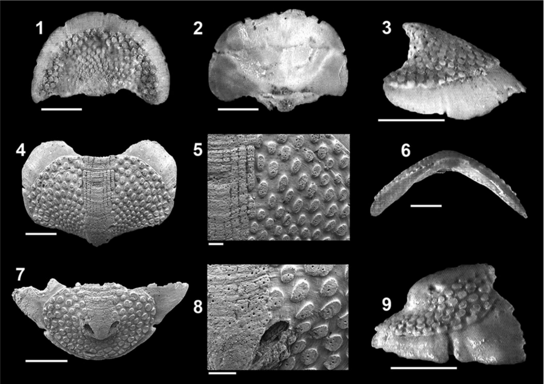 Biogeography of northeastern Atlantic Neogene chitons (Mollusca ...