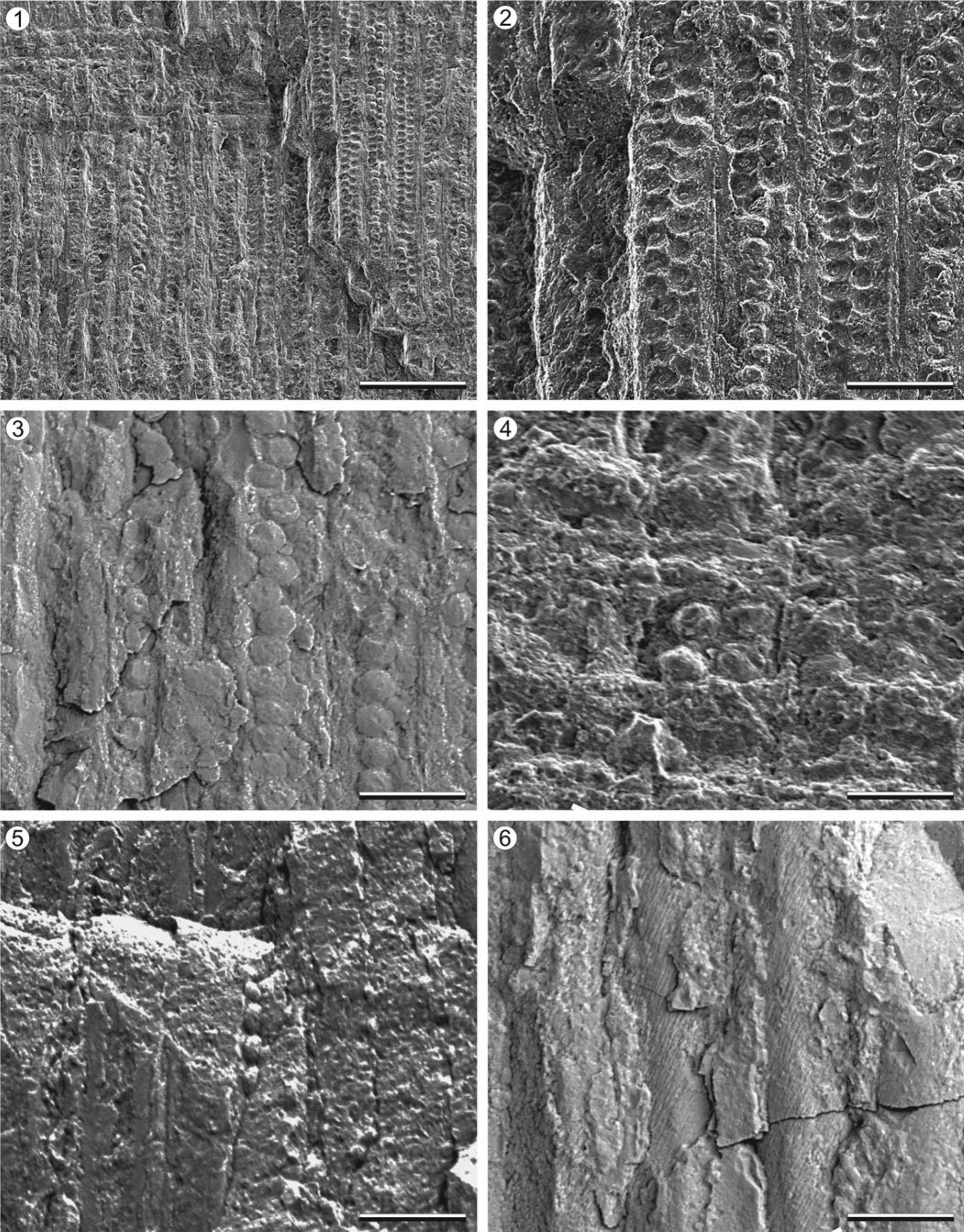 Araucariaceous fossil woods from the Upper Triassic Ischigualasto ...
