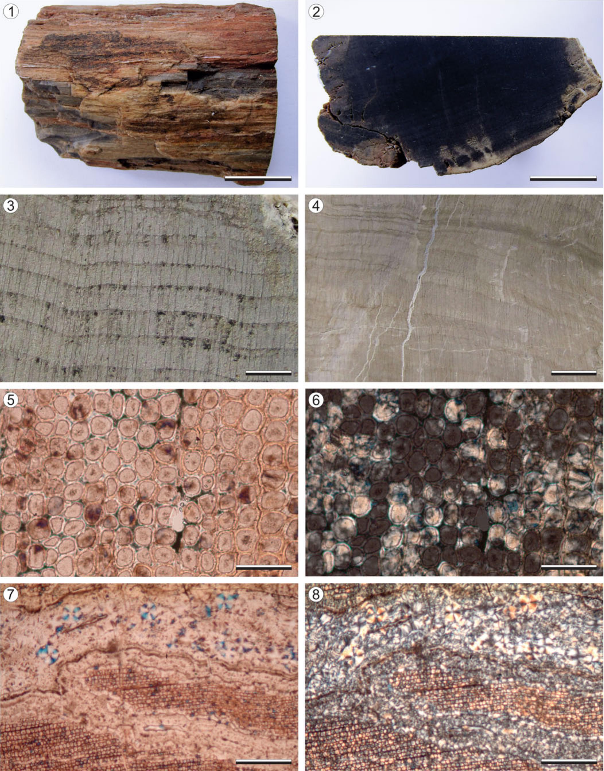 Araucariaceous fossil woods from the Upper Triassic Ischigualasto ...