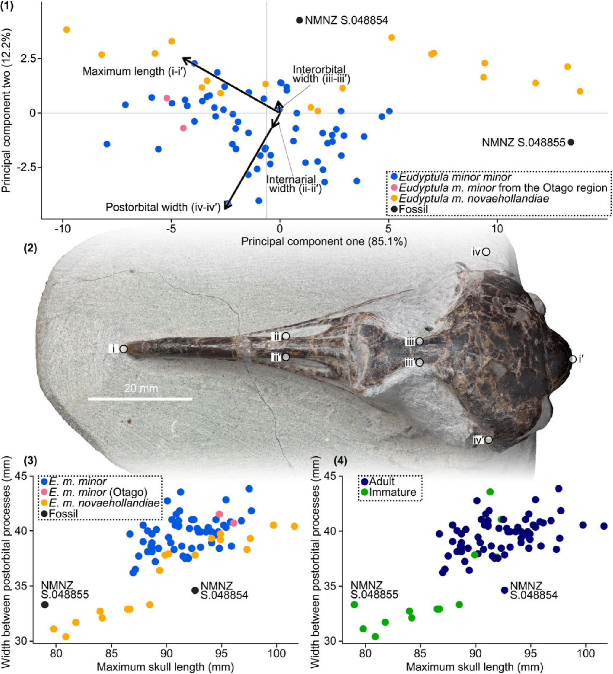Pliocene fossils support a New Zealand origin for the smallest extant ...