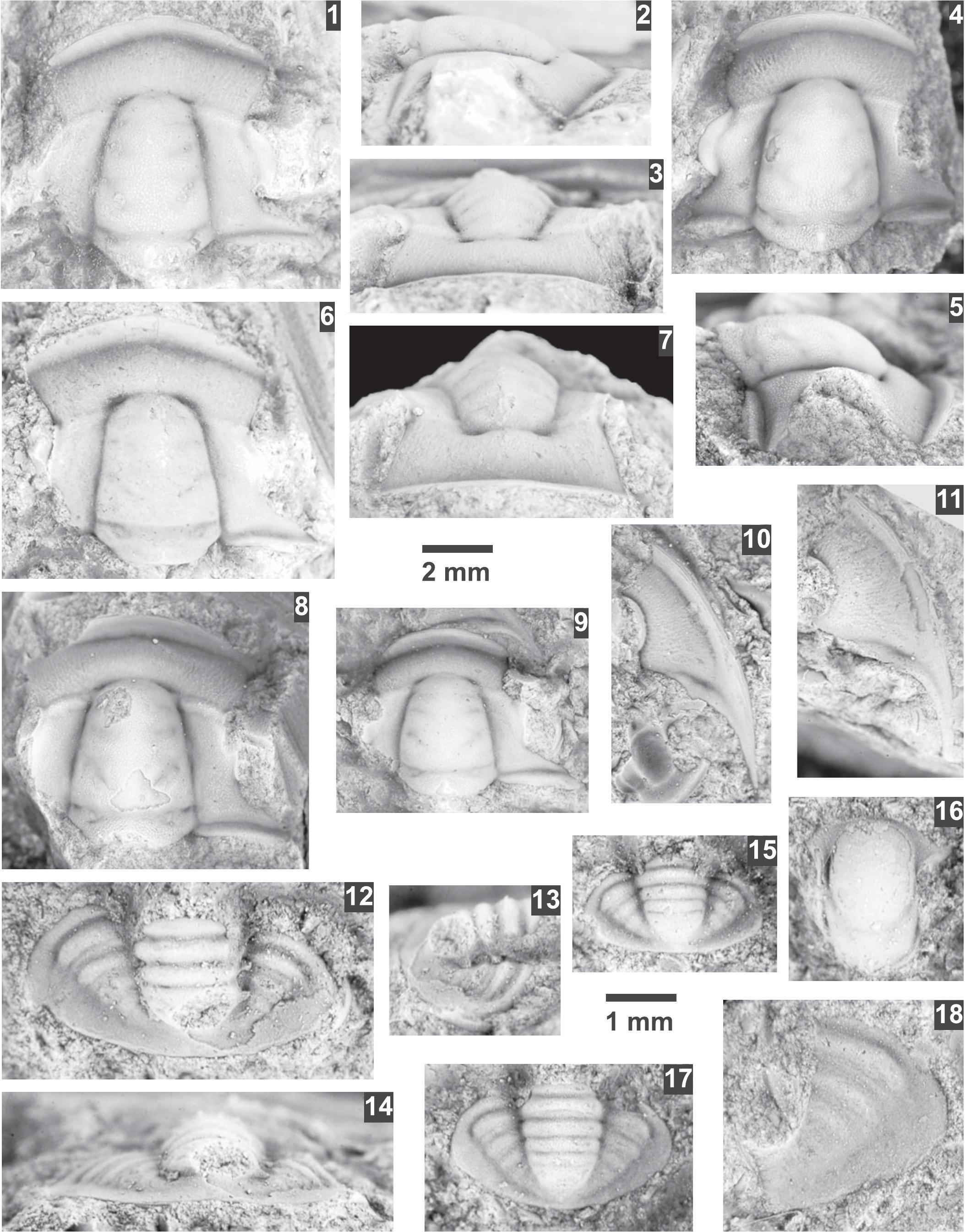 Cambrian trilobites from the Nounan Dolomite and lower St. Charles ...
