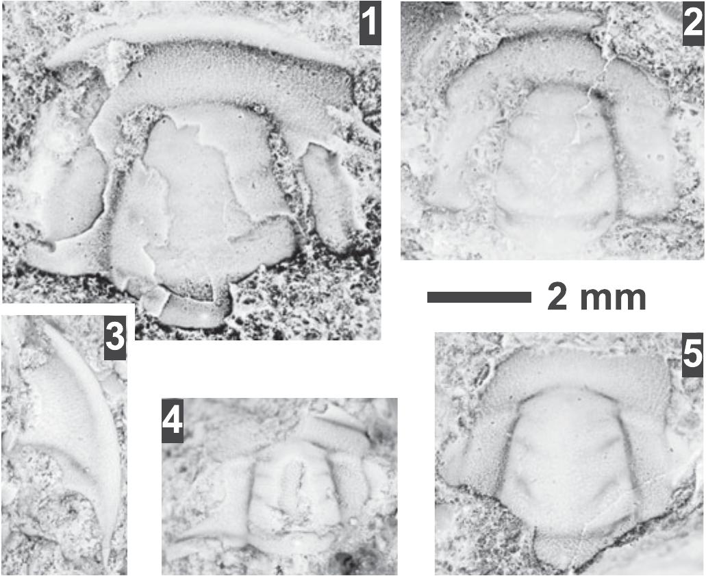 Cambrian trilobites from the Nounan Dolomite and lower St. Charles ...