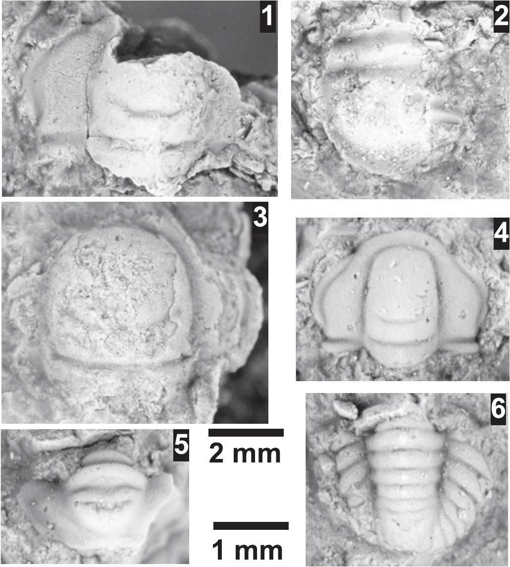 Cambrian trilobites from the Nounan Dolomite and lower St. Charles ...