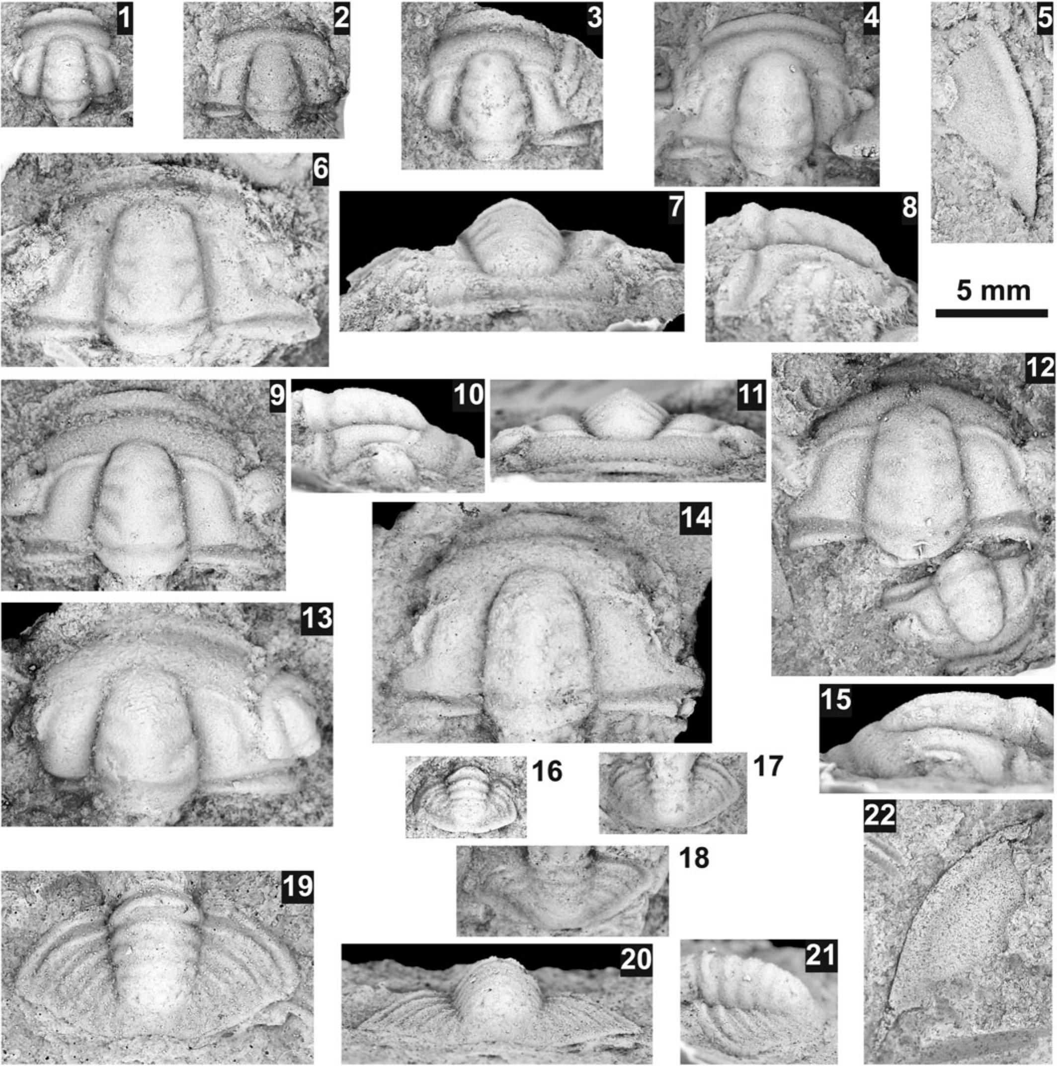 Cambrian trilobites and associated fossils from the Uinta Mountains of ...