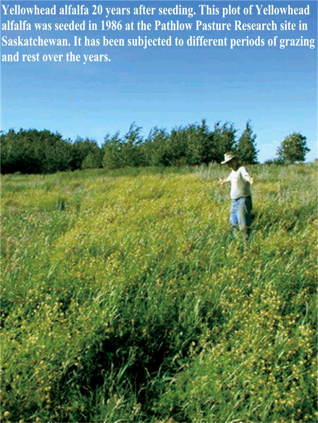 Seventy Years of Pasture Rejuvenation Research