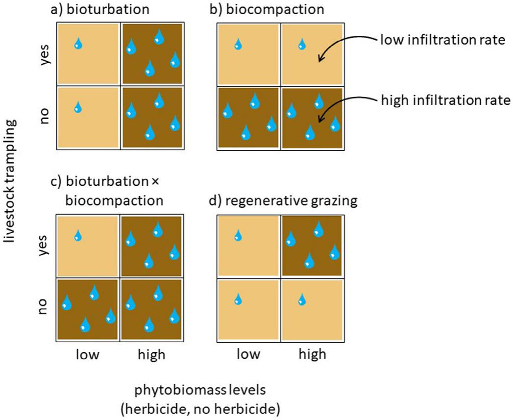 Importance of Phytobiomass and Ungulates to Hydrologic Function in a ...