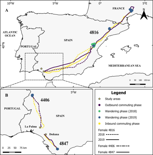 Long-Range Movements of Common Kestrels (Falco tinnunculus) in ...