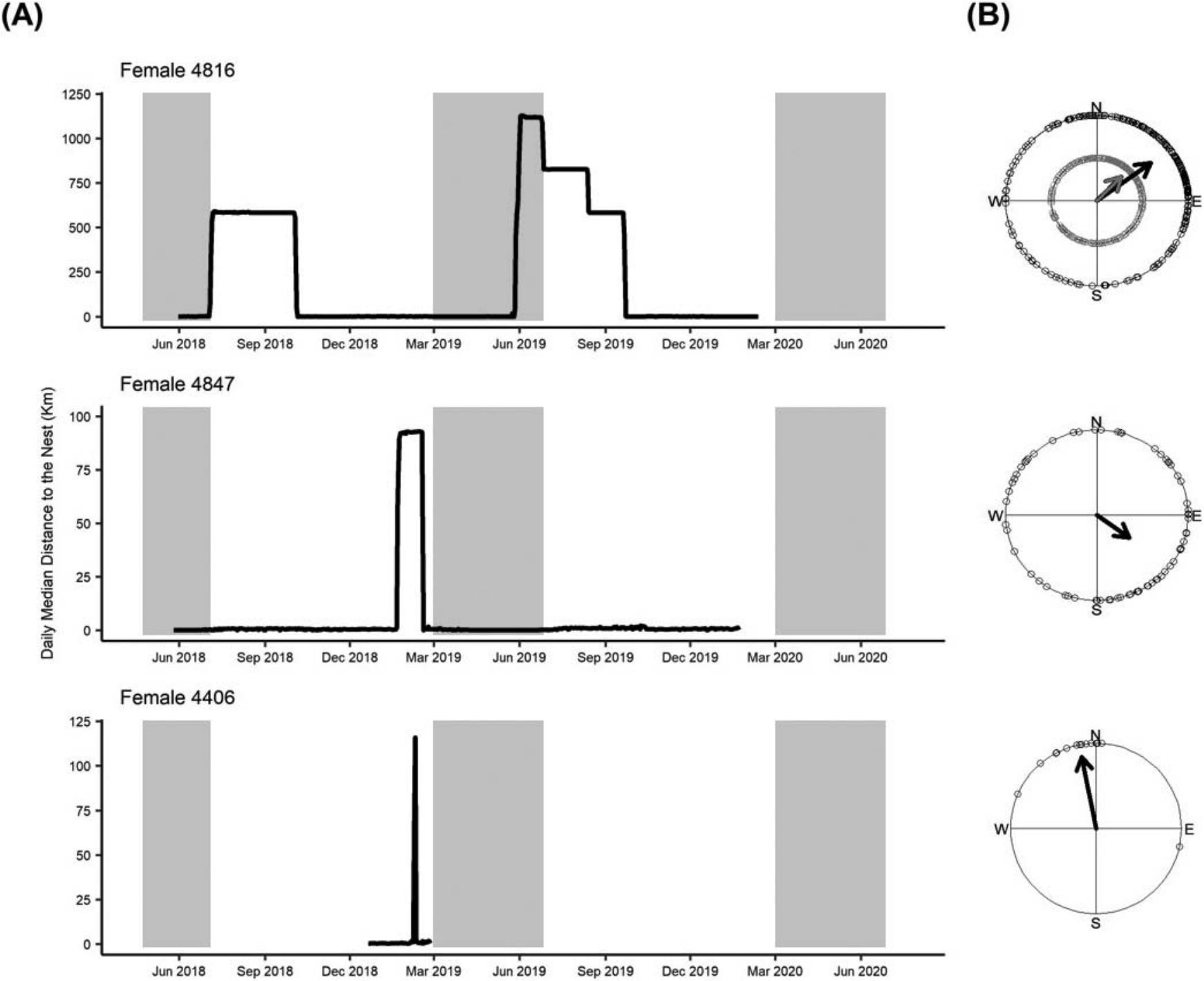 Long-Range Movements of Common Kestrels (Falco tinnunculus) in ...