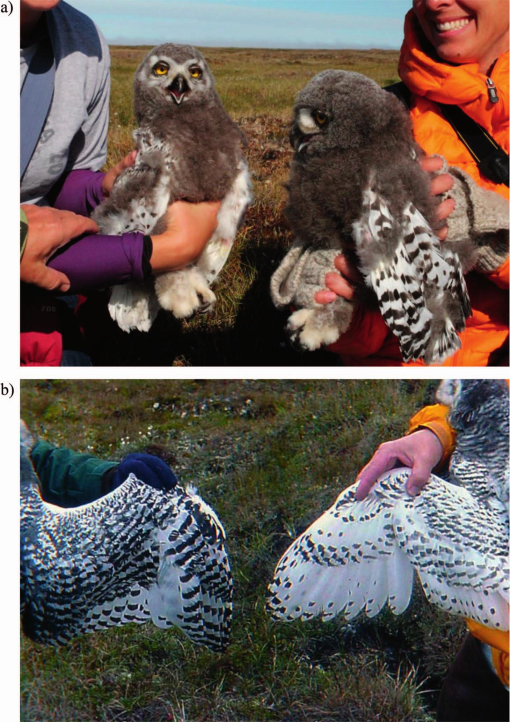 Why Are Snowy Owls White and Why Have They Evolved Distinct Sexual ...