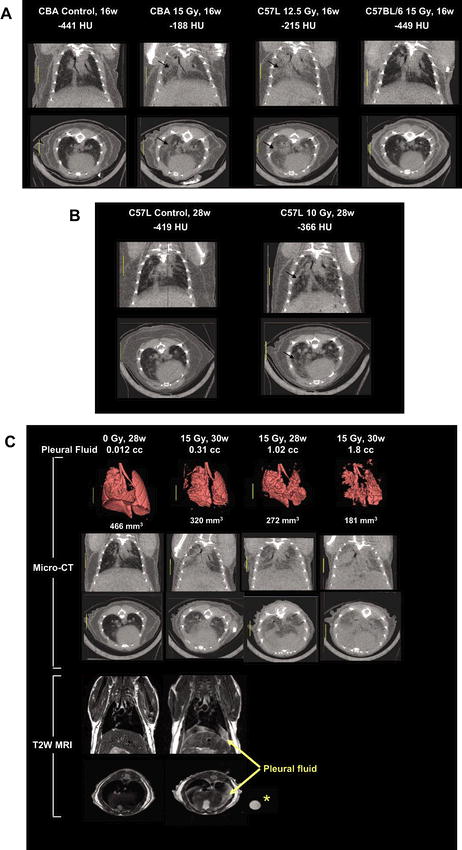 Revisiting Strain-Related Differences in Radiation Sensitivity of the ...