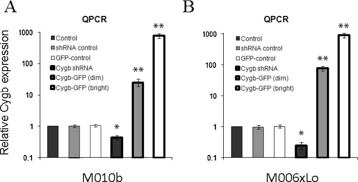 Knockdown of Cytoglobin Expression Sensitizes Human Glioma Cells to ...