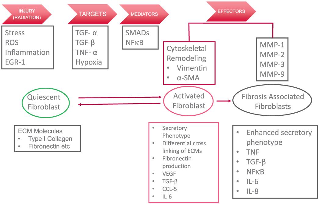 Radiation-Induced Fibrosis: Mechanisms and Opportunities to Mitigate ...