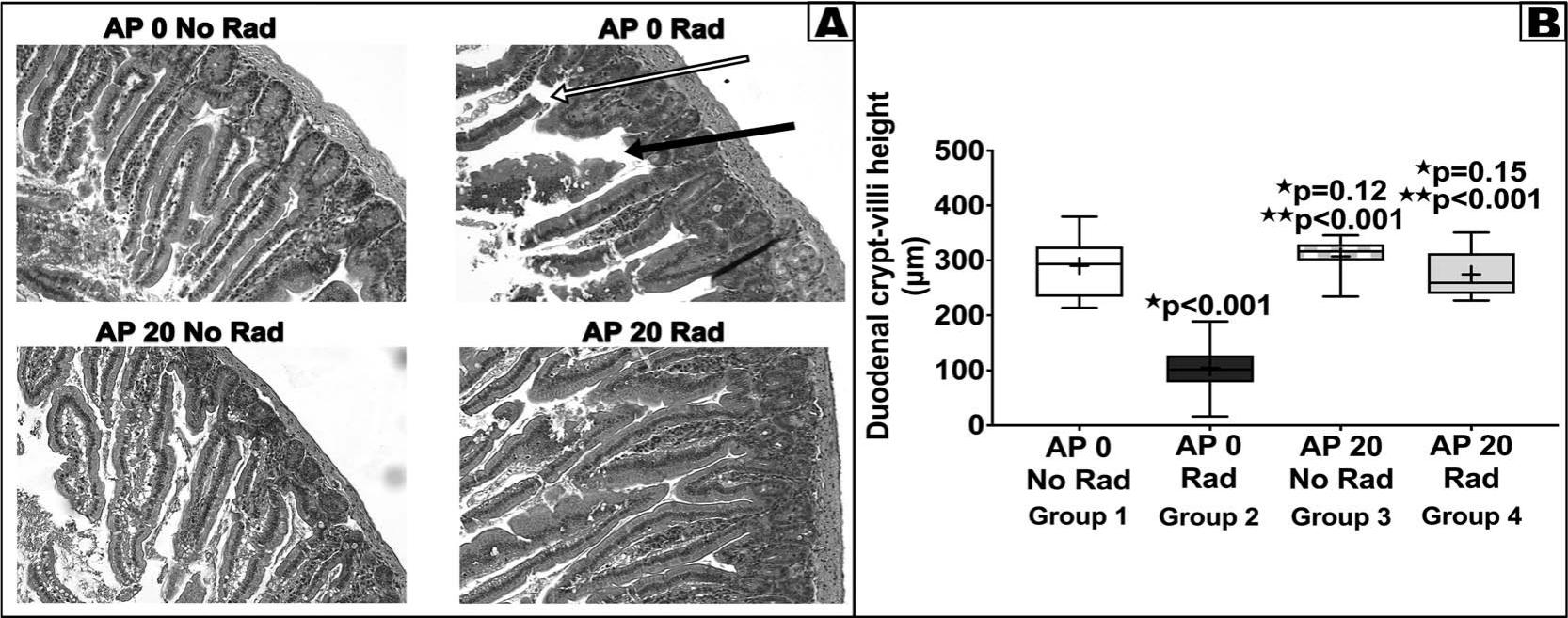 Consumption of Apigenin Prevents Radiation-induced Gut Dysbiosis in ...