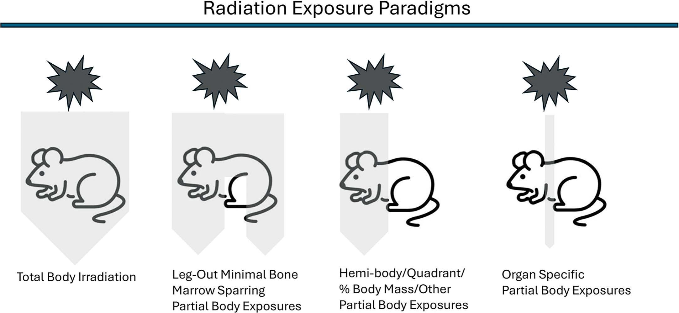 Partial-body Models of Radiation Exposure
