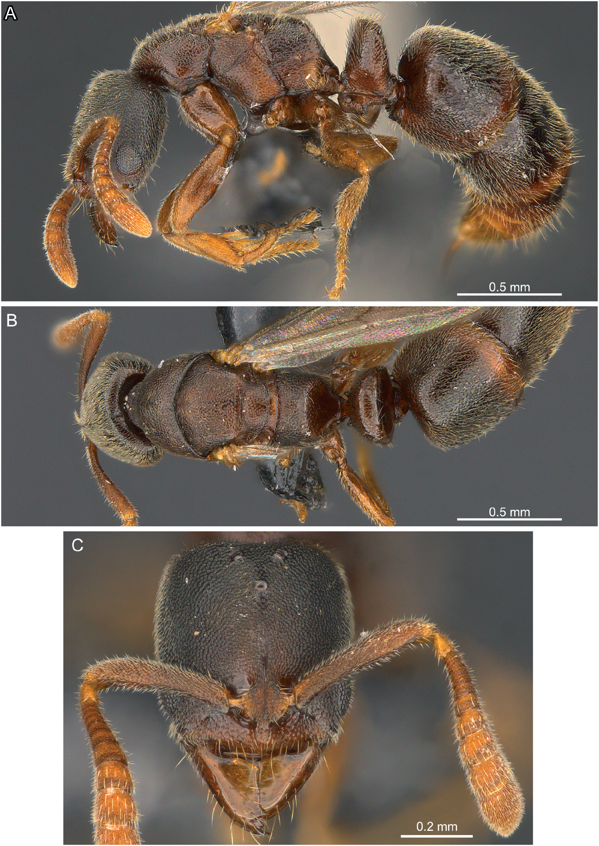 Taxonomic notes on Ponera guangxiensis Zhou, 2001 (Hymenoptera ...