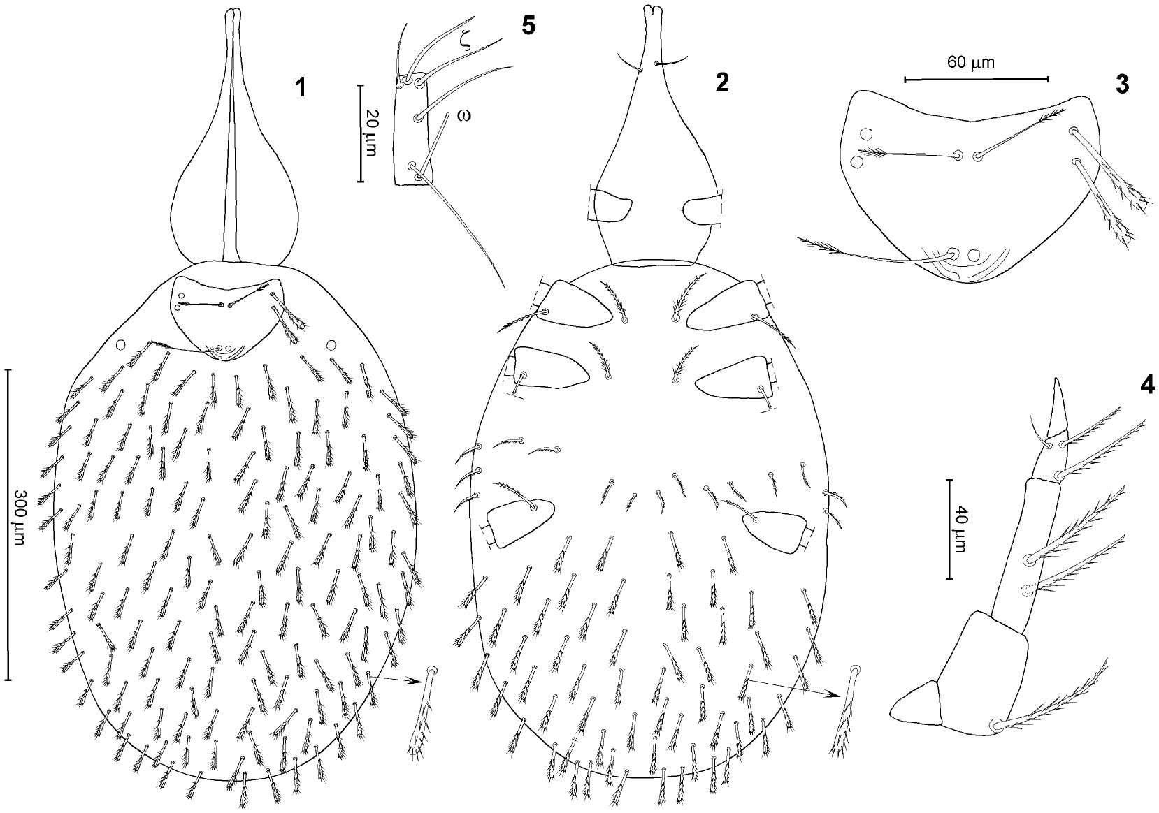 Four new species of Leptus Latreille, 1796 (Acari: Prostigmata ...