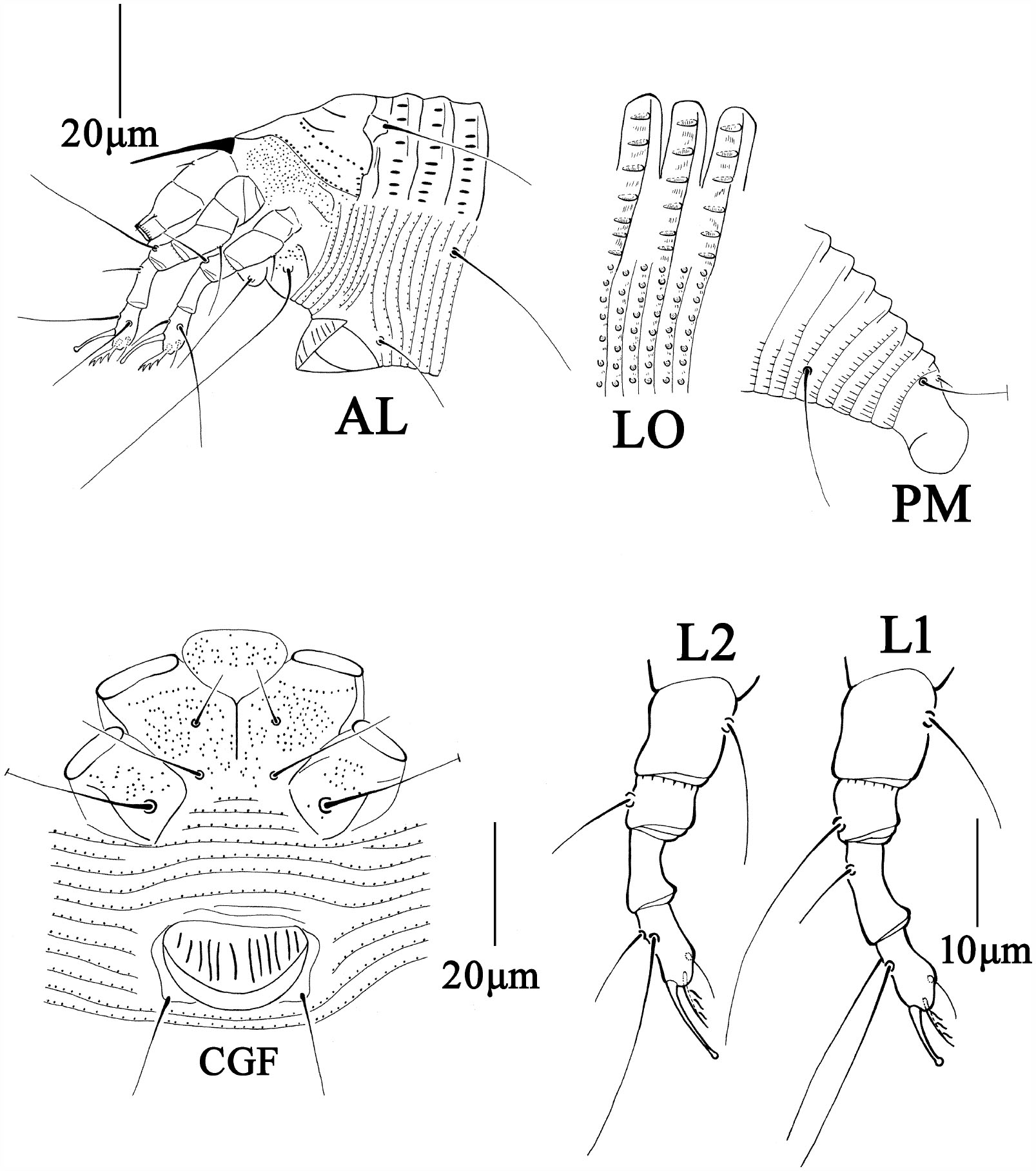 Five new species of the genus Tetra Keifer (Acari: Eriophyidae ...