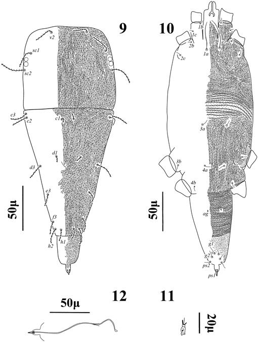 Second report of Dolichotetranychus Sayed, 1938 (Acari: Tenuipalpidae ...